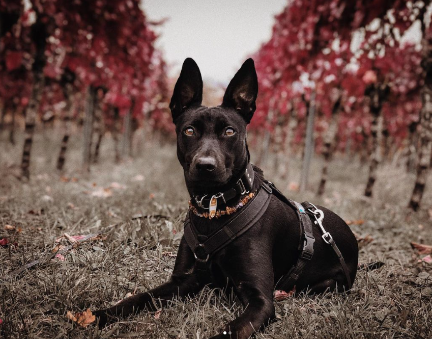 About us – Amber US Baltic